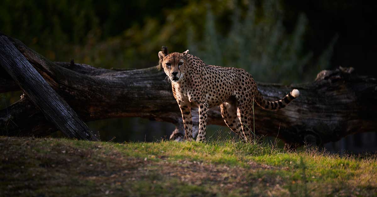 FAQ - Zoo de Bordeaux Pessac