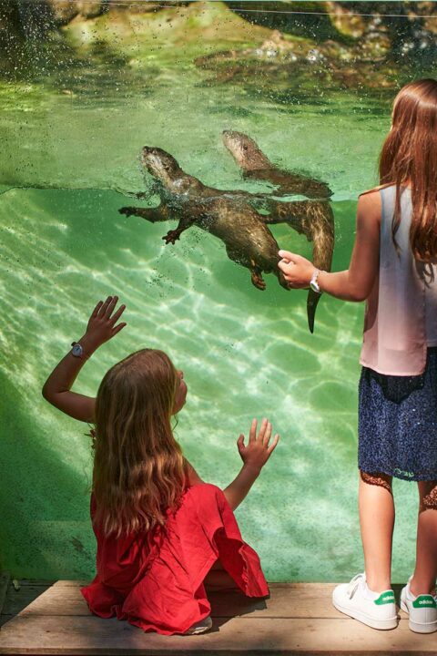Animations - Zoo de Bordeaux Pessac